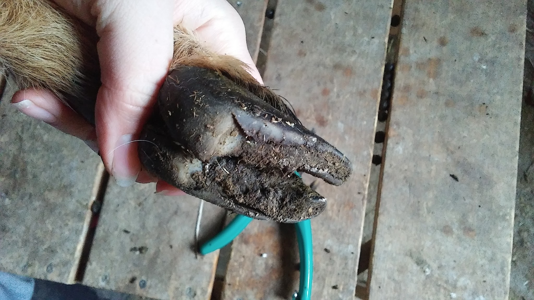 Hoof Trimming – Rosehaven Homestead