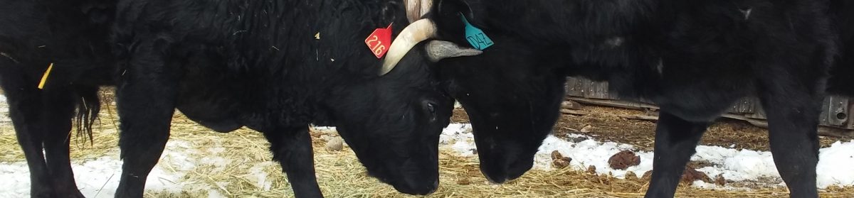 Taming a Range Cow – Rosehaven Homestead