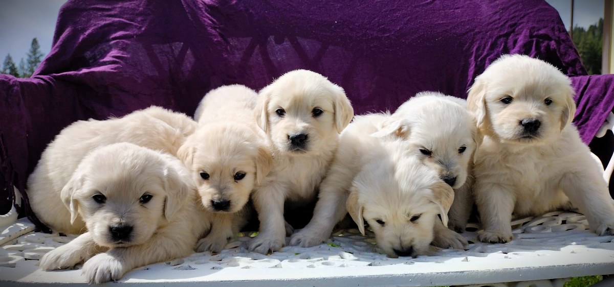 Stella’s English Cream Pups – Rosehaven Homestead